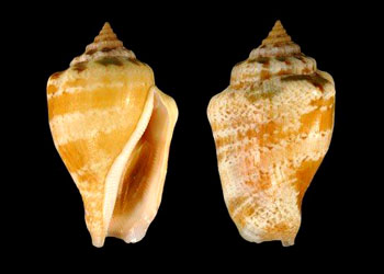 凤螺总科 Strombacea 蓝色动物学（中国动物学科普）
